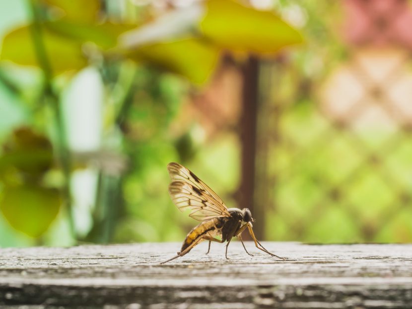 A bug’s life: what to know about Alaska’s mosquitoes – Princess Lodges