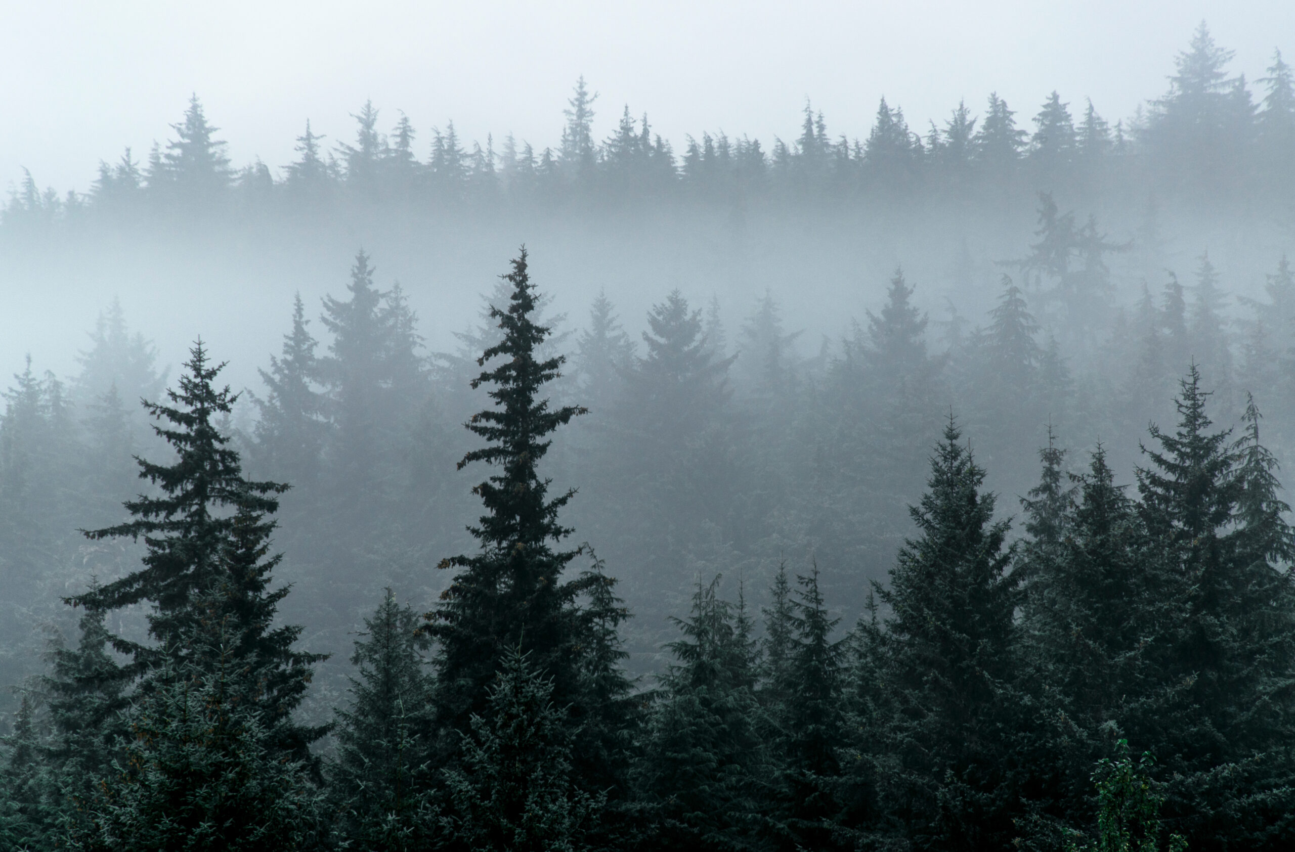 Exploring an Alaska Rainforest – Princess Lodges