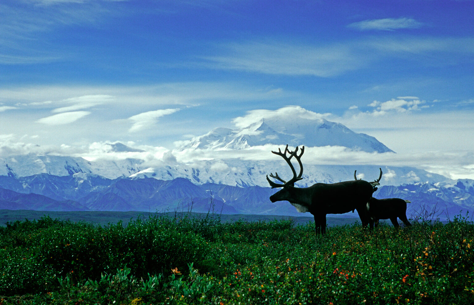 Why Staying at Denali National Park is Worth It – Princess Lodges