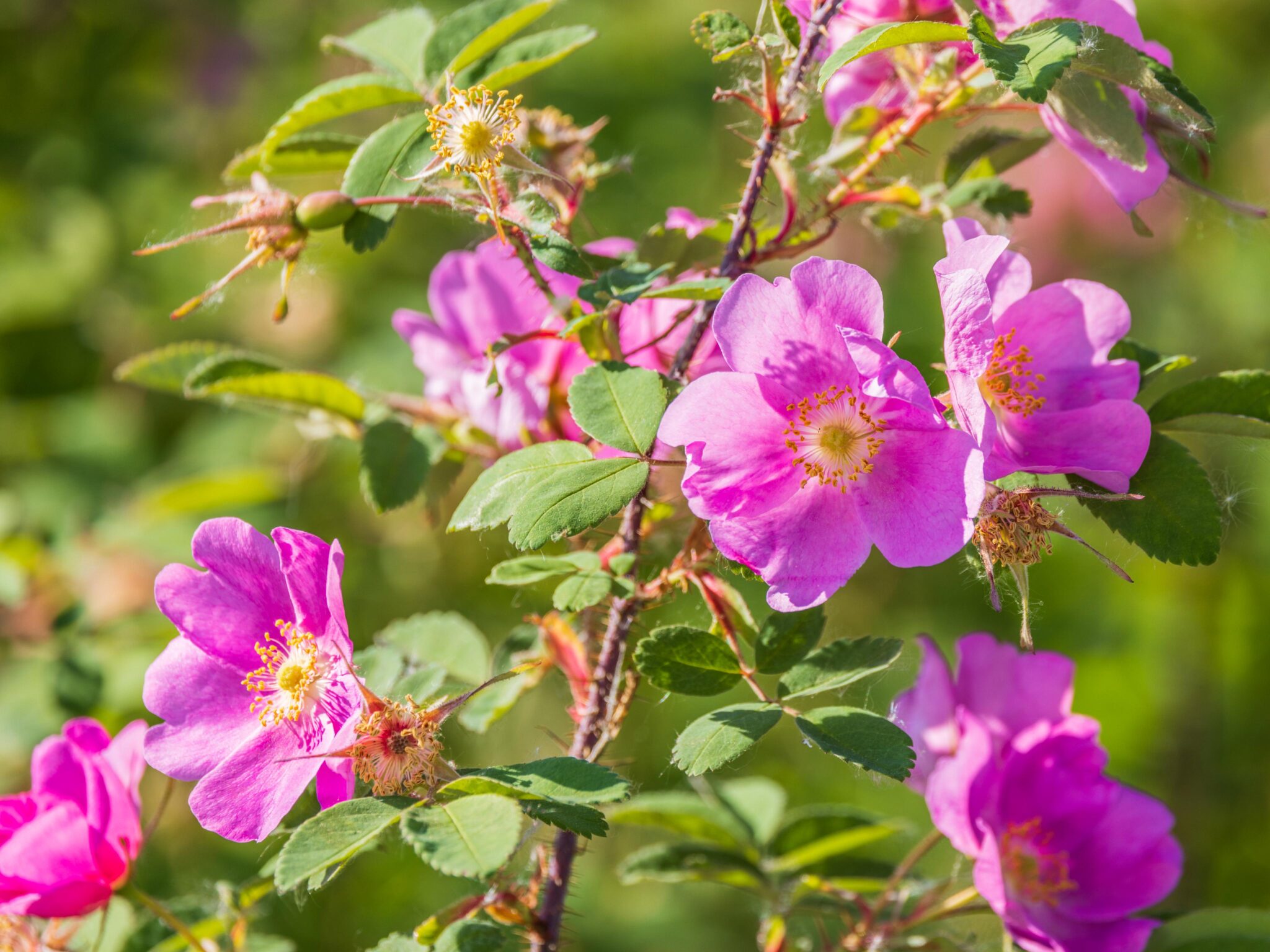 Plants of Alaska – A Botanical Travel Guide – Princess Lodges