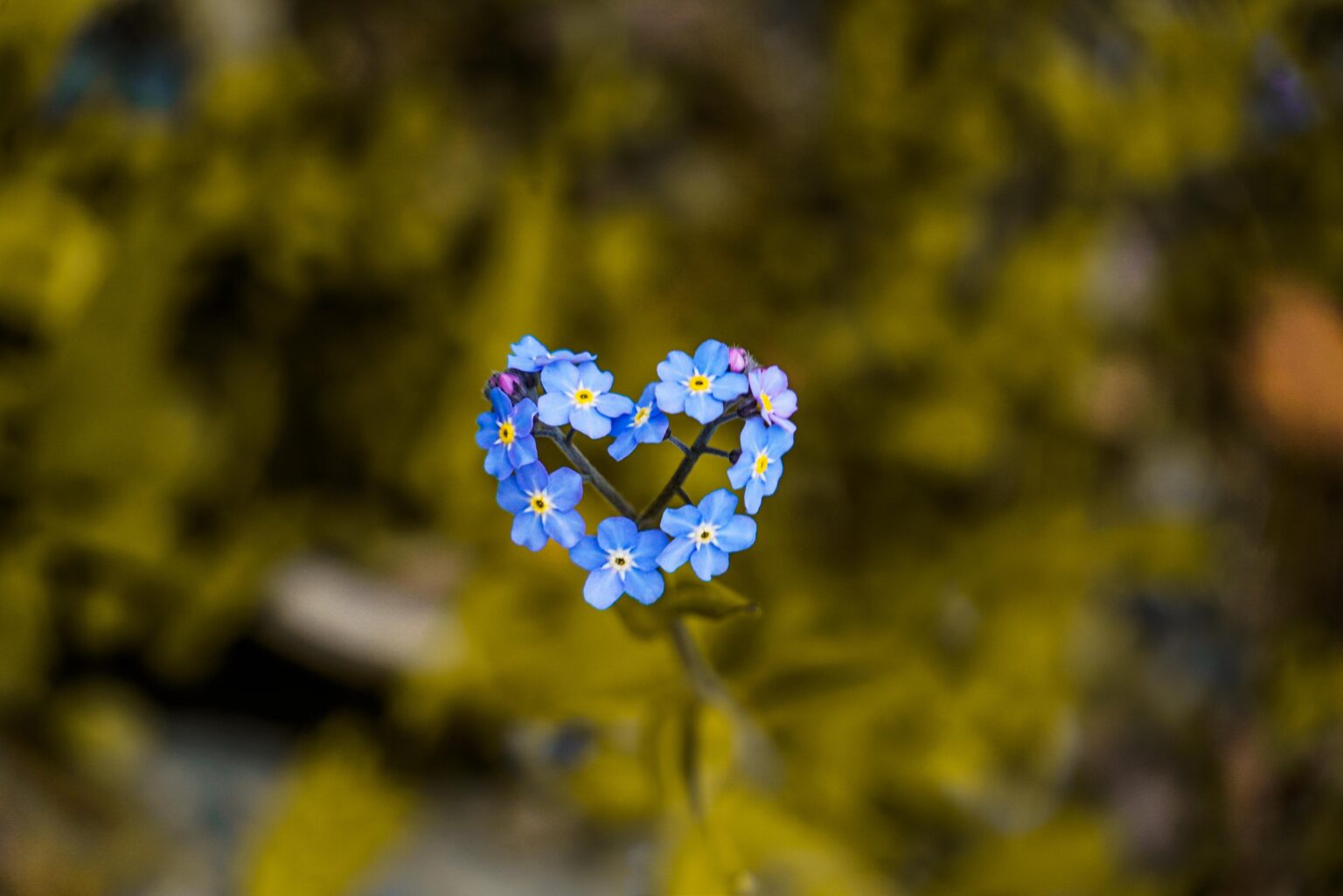 Plants of Alaska – A Botanical Travel Guide – Princess Lodges