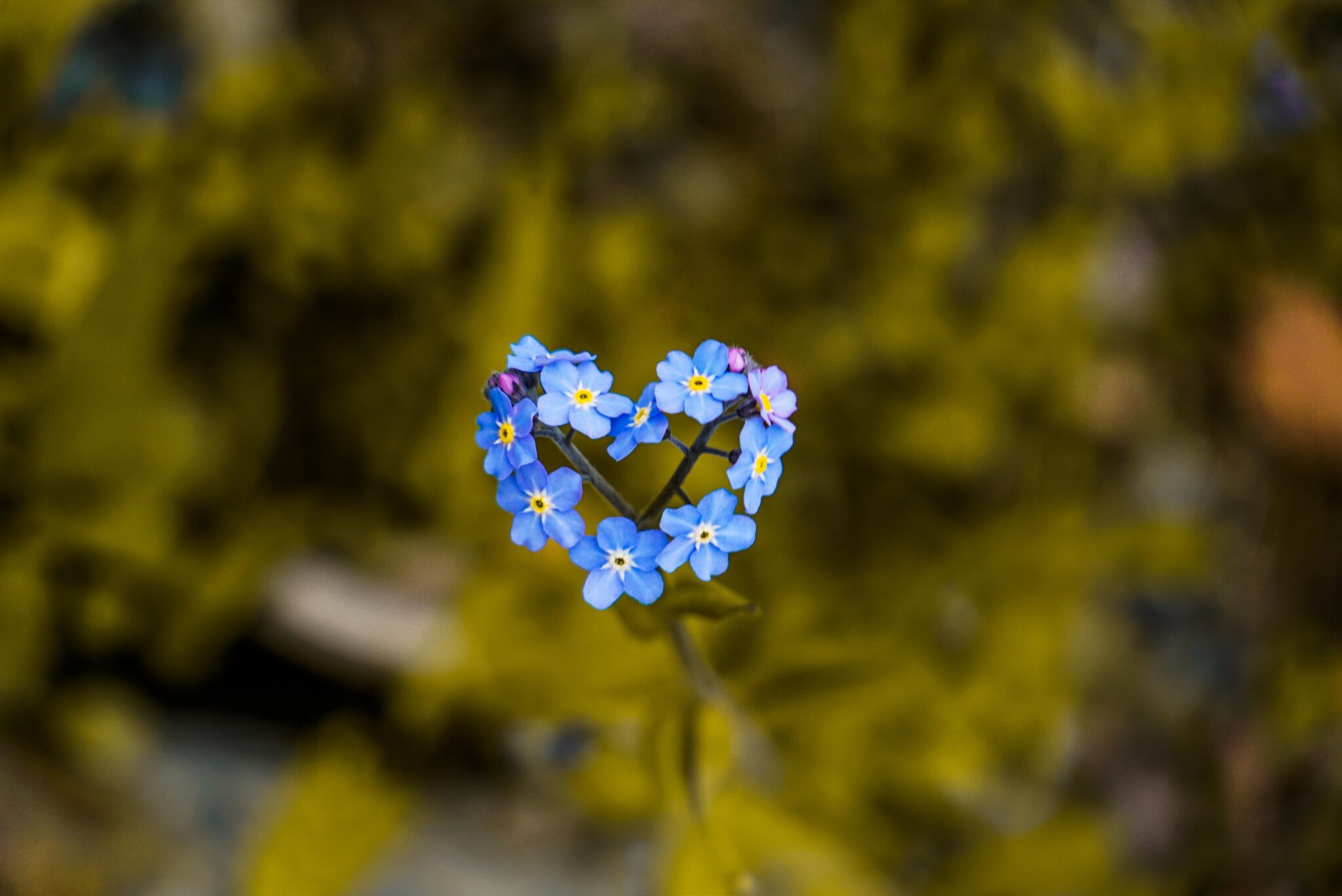 IMG_8088 Amanda Mitchell x Cultural Ambassador – Princess Lodges