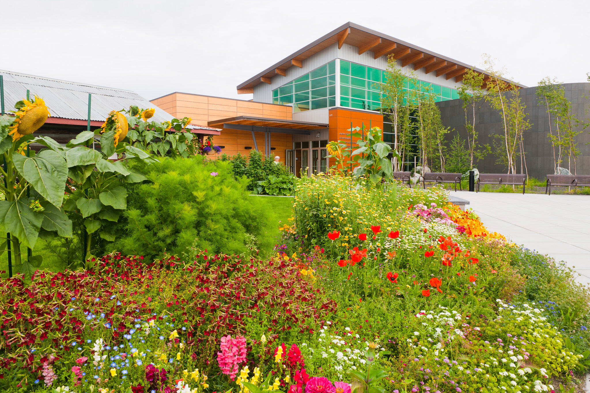 Plants of Alaska – A Botanical Travel Guide – Princess Lodges