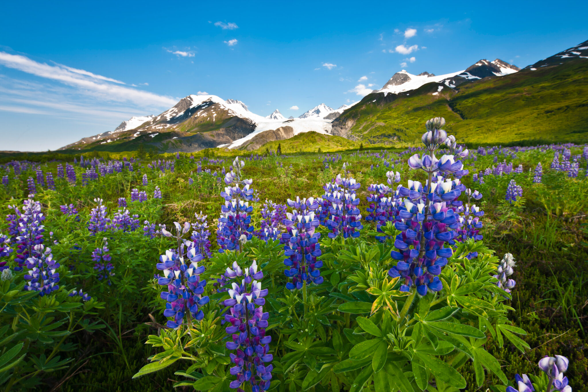 Plants of Alaska – A Botanical Travel Guide – Princess Lodges