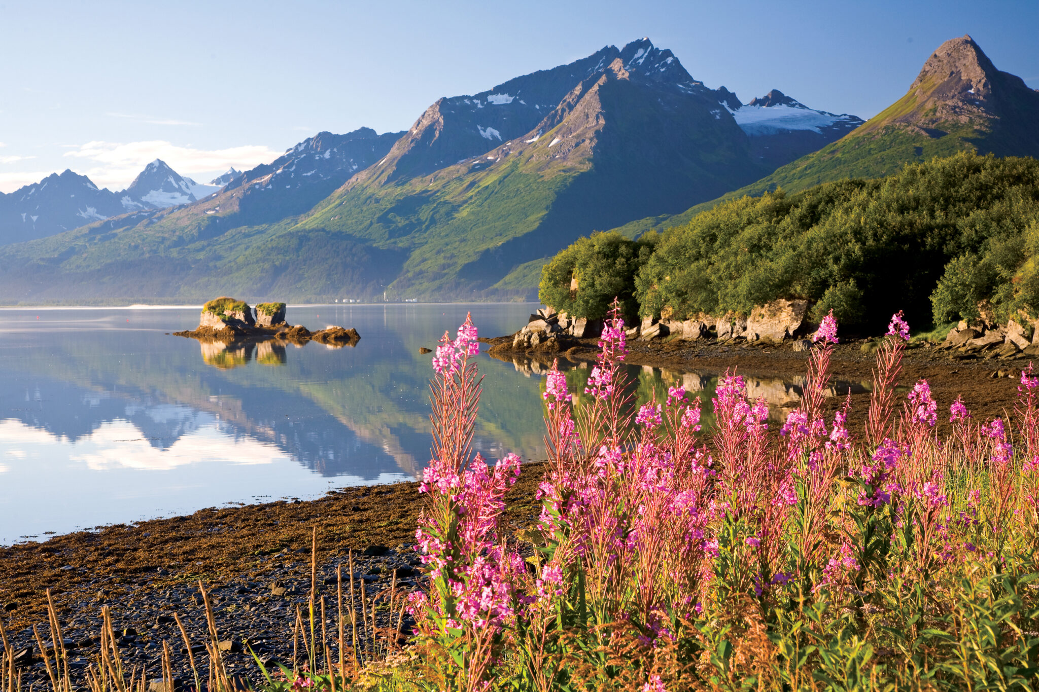 Plants of Alaska – A Botanical Travel Guide – Princess Lodges