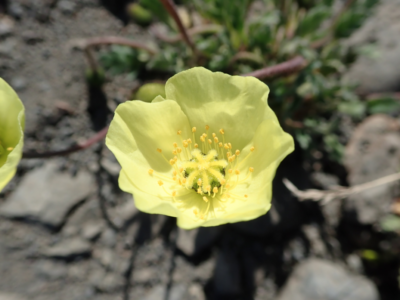 Plants of Alaska – A Botanical Travel Guide – Princess Lodges