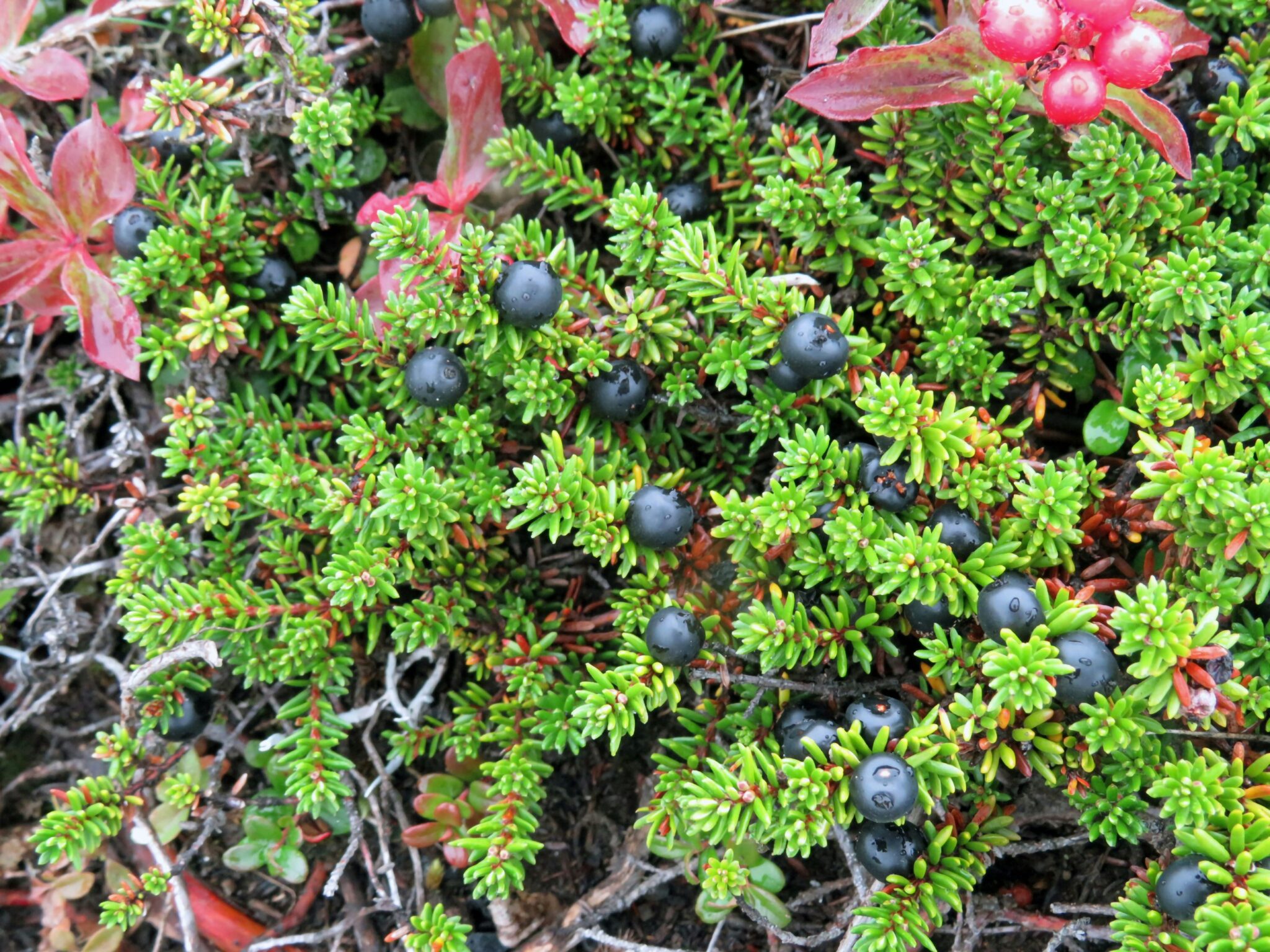 Plants of Alaska – A Botanical Travel Guide – Princess Lodges