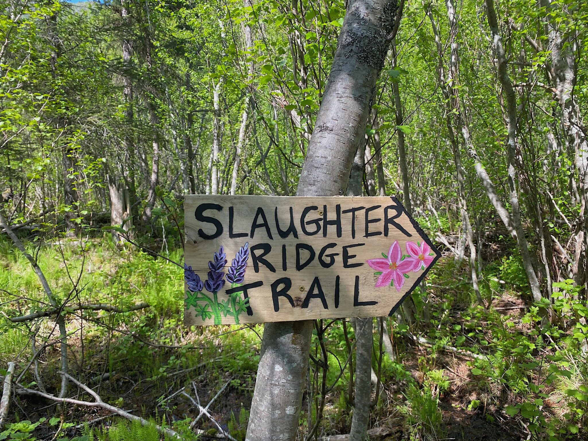 Hiking in Alaska: Best Trails near each Princess wilderness lodge ...